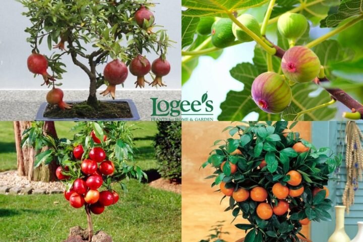 Tips to Grow Tropical Fruits in Containers